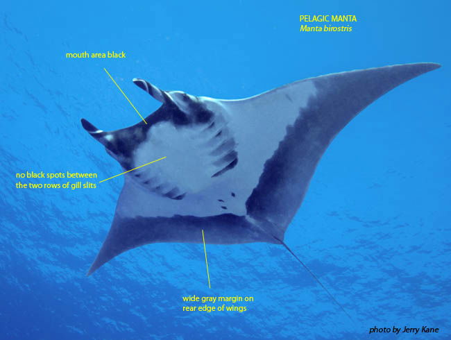 LA MANTARRAYA