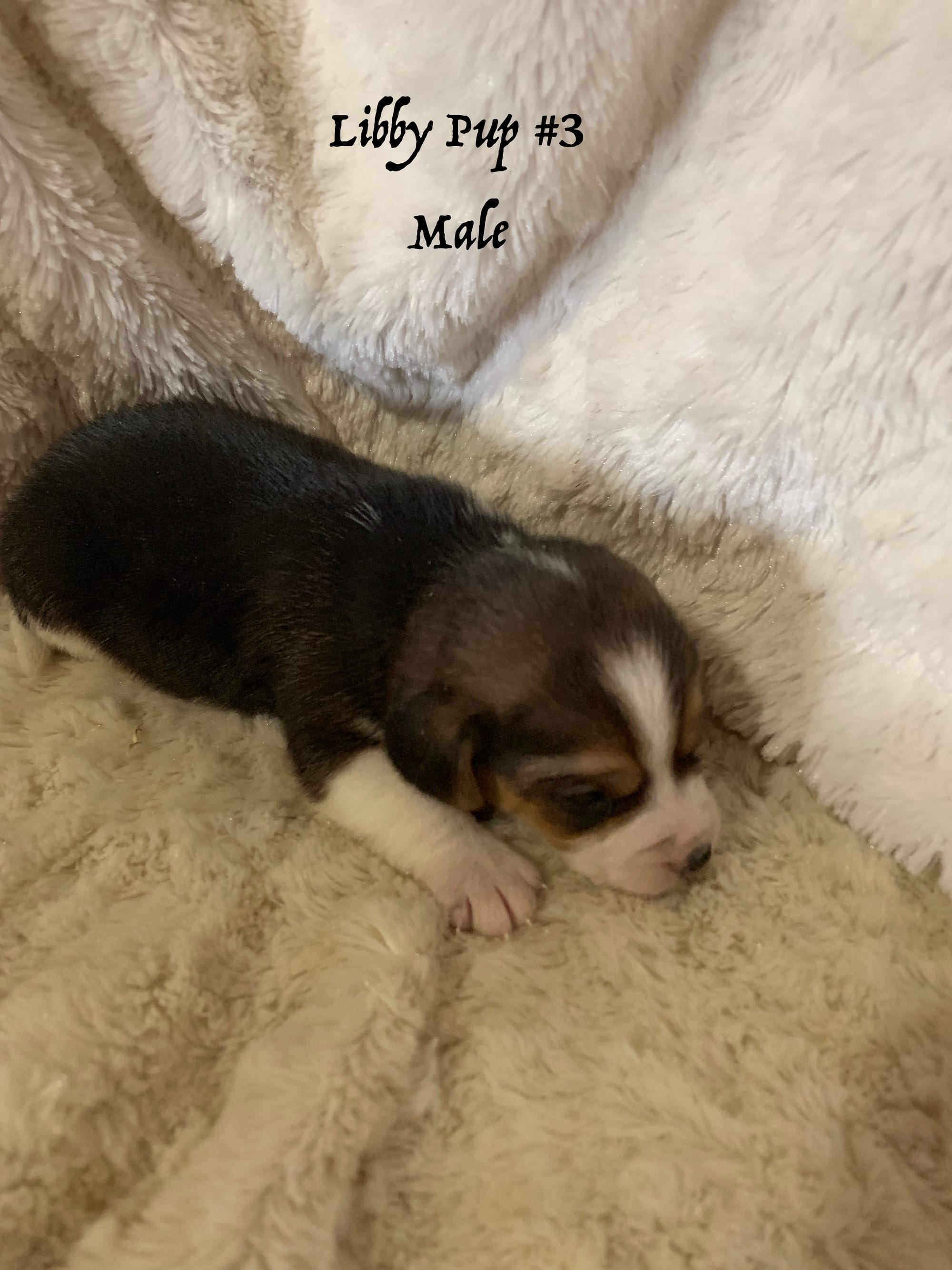 RVR/RDInc. - RAFTER V RANCH