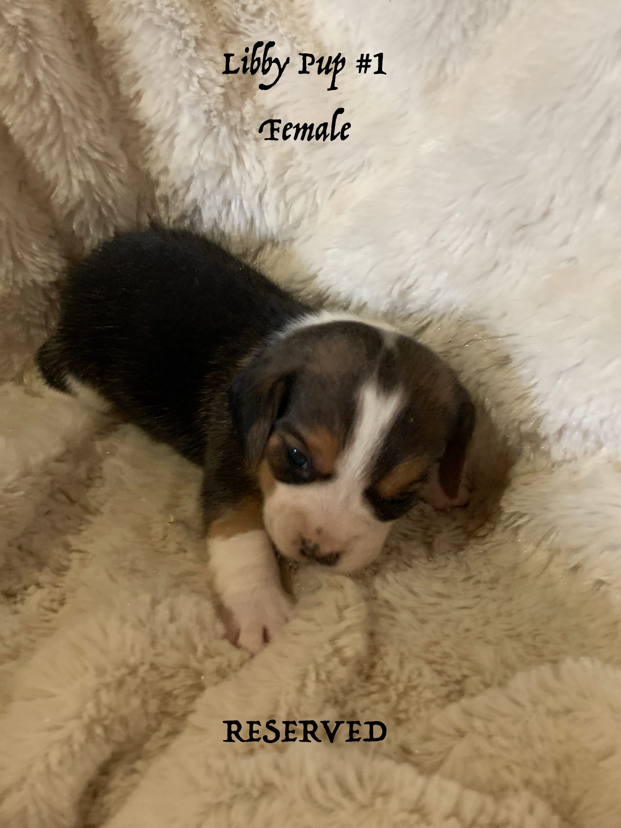 RVR/RDInc. - RAFTER V RANCH