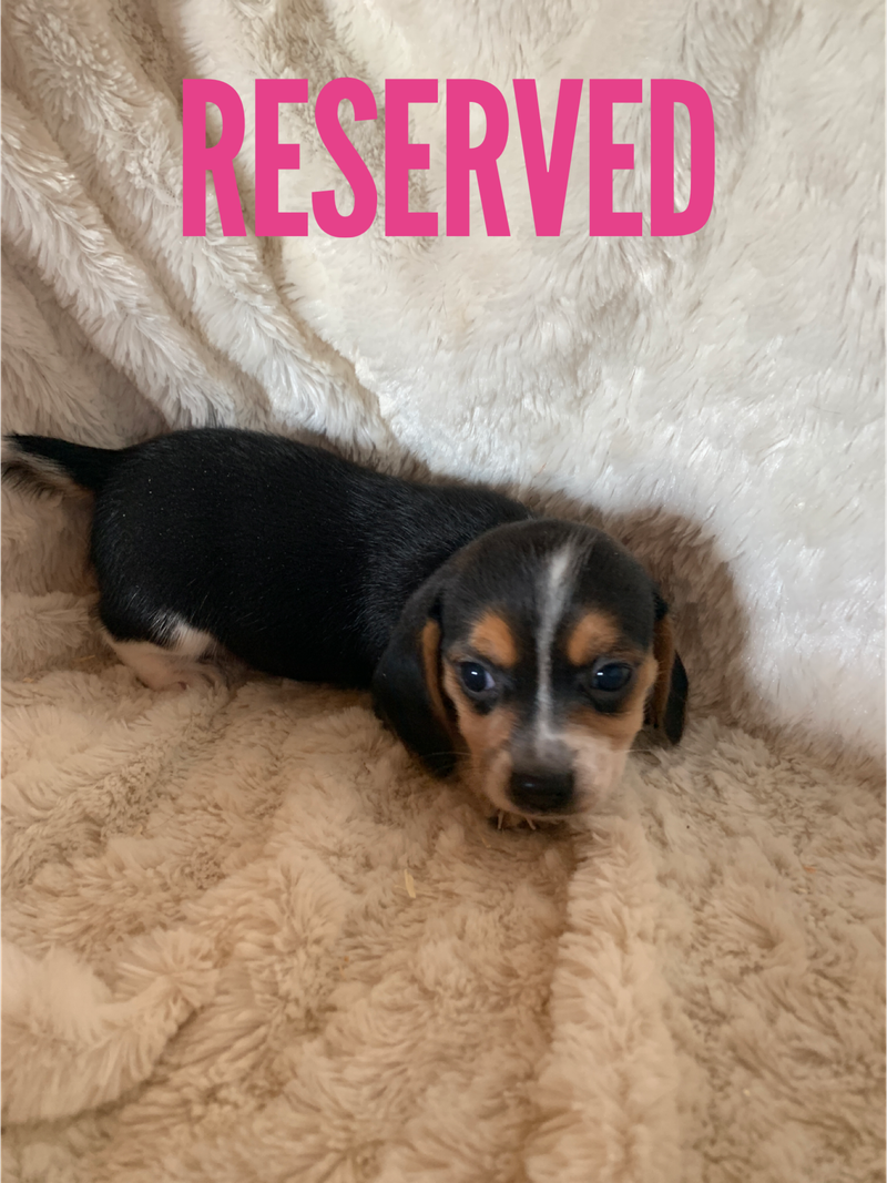 RVR/RDInc. - RAFTER V RANCH