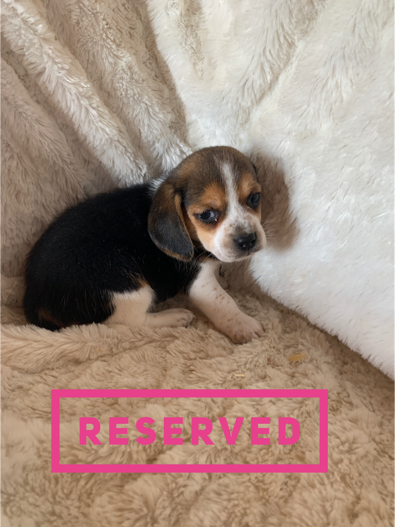 RVR/RDInc. - RAFTER V RANCH