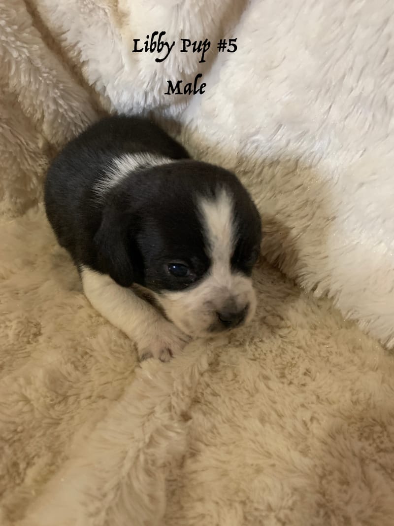 RVR/RDInc. - RAFTER V RANCH