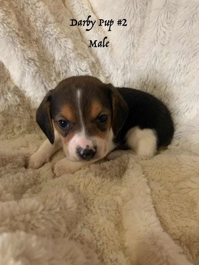 RVR/RDInc. - RAFTER V RANCH