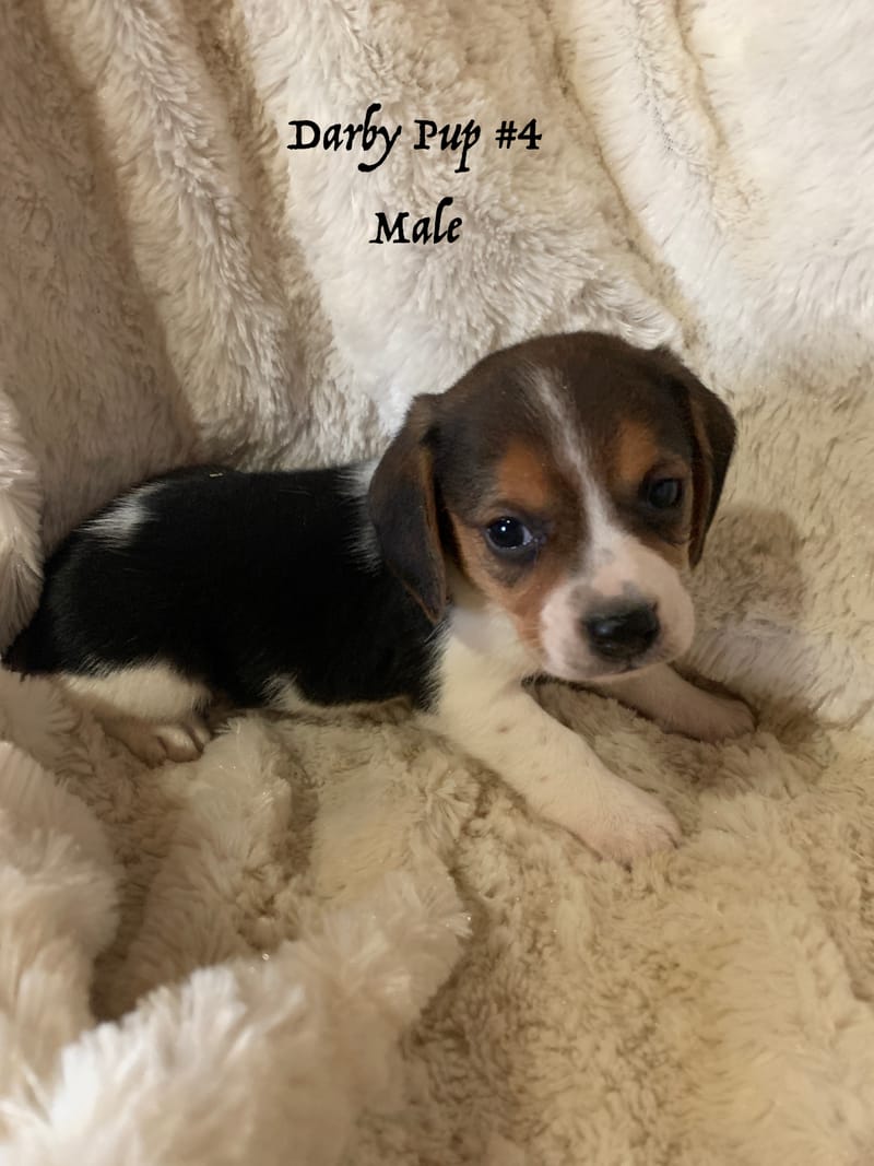 RVR/RDInc. - RAFTER V RANCH