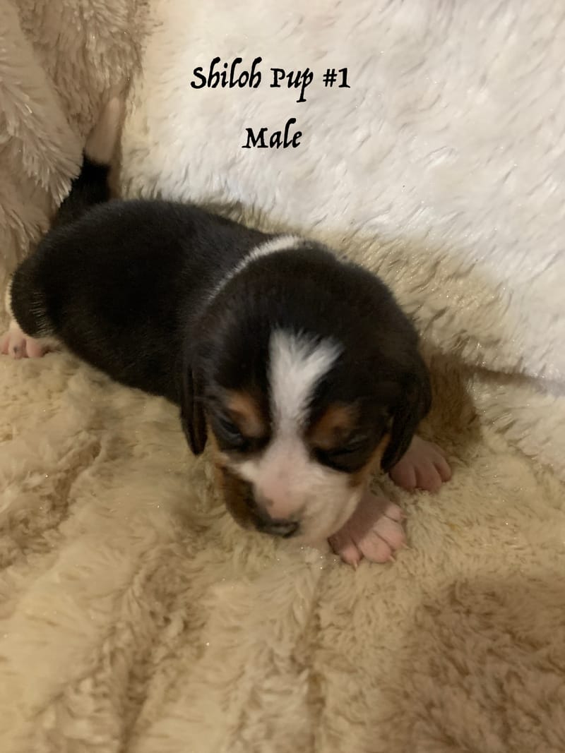 RVR/RDInc. - RAFTER V RANCH