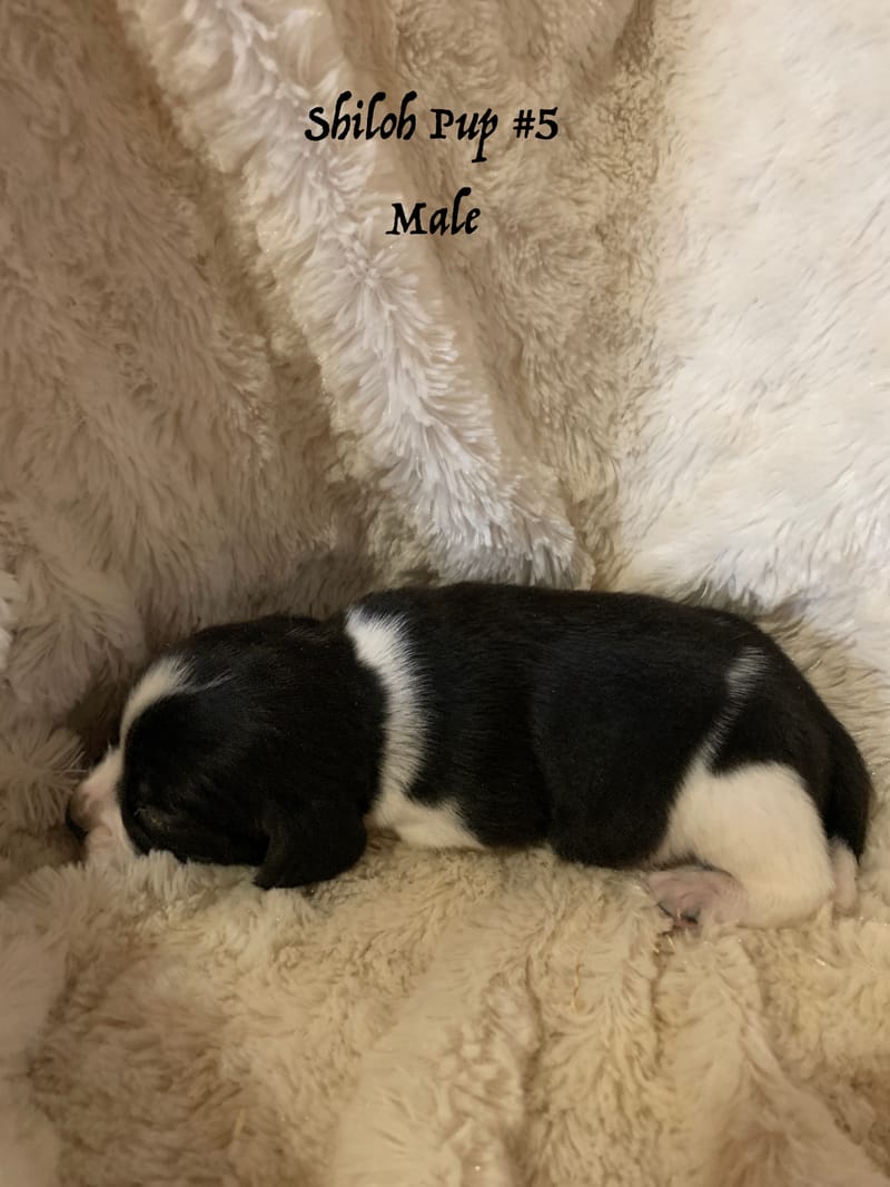 RVR/RDInc. - RAFTER V RANCH