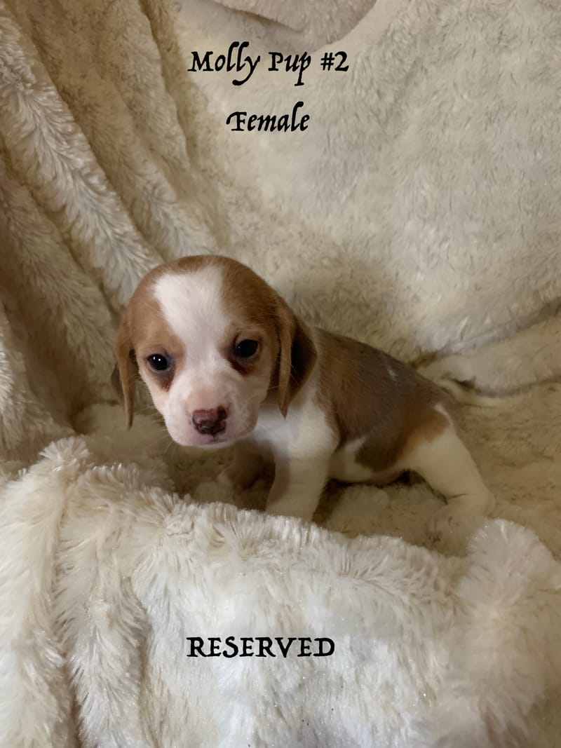 RVR/RDInc. - RAFTER V RANCH