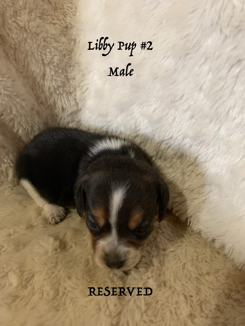 RVR/RDInc. - RAFTER V RANCH