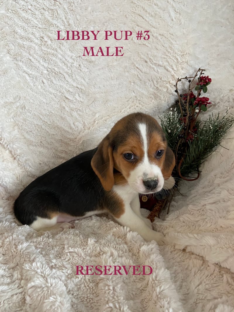 RVR/RDInc. - RAFTER V RANCH