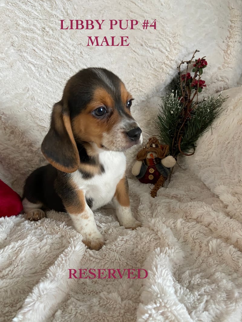 RVR/RDInc. - RAFTER V RANCH