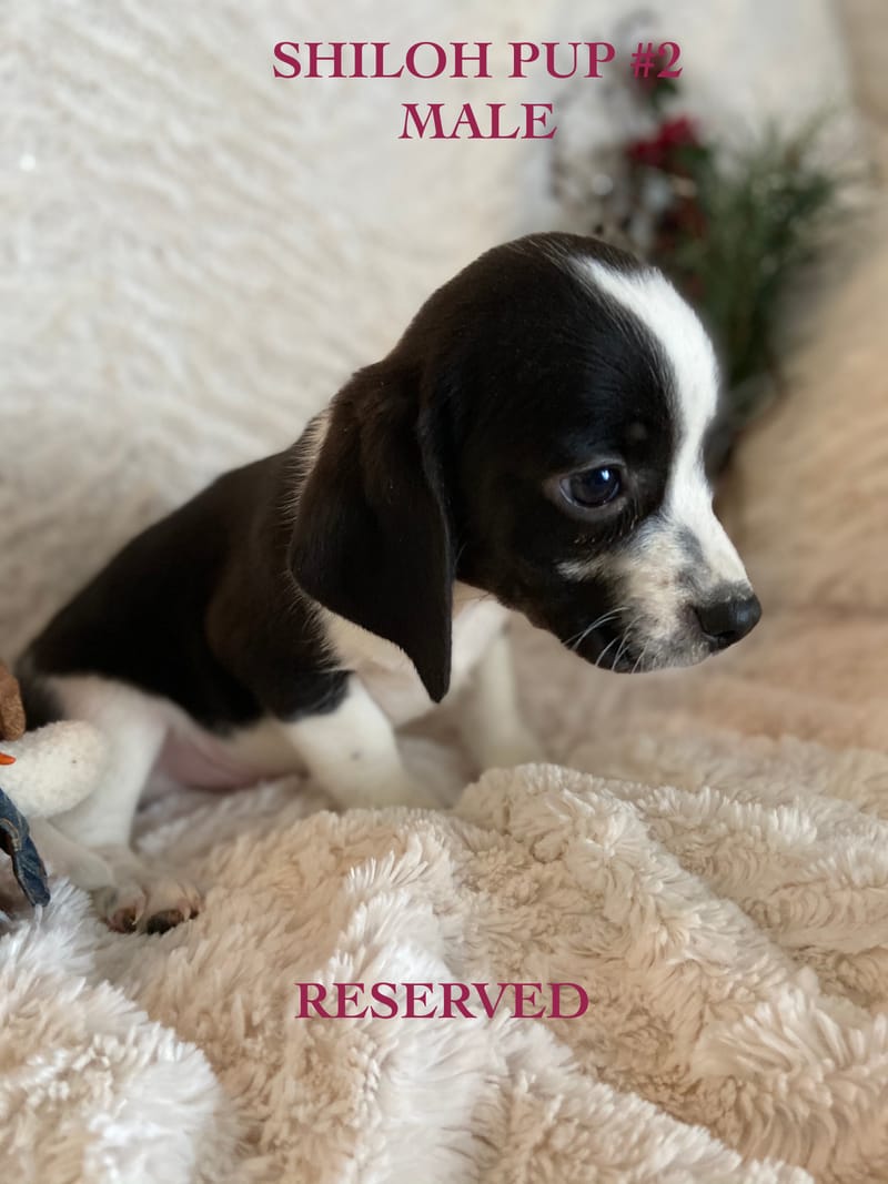 RVR/RDInc. - RAFTER V RANCH