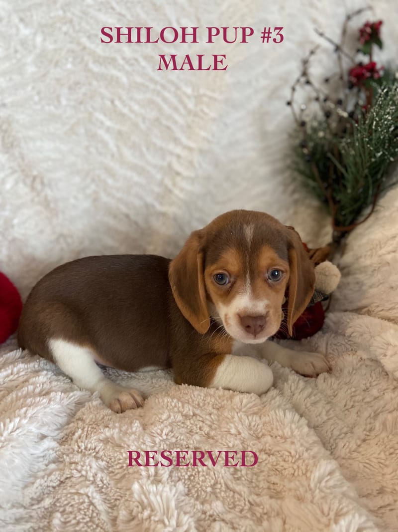 RVR/RDInc. - RAFTER V RANCH