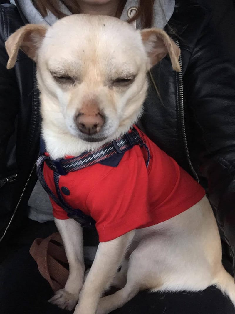 Homes For Paws Dog Rescue - Homes for Paws Dog Rescue