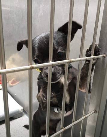 Homes For Paws Dog Rescue - Homes for Paws Dog Rescue