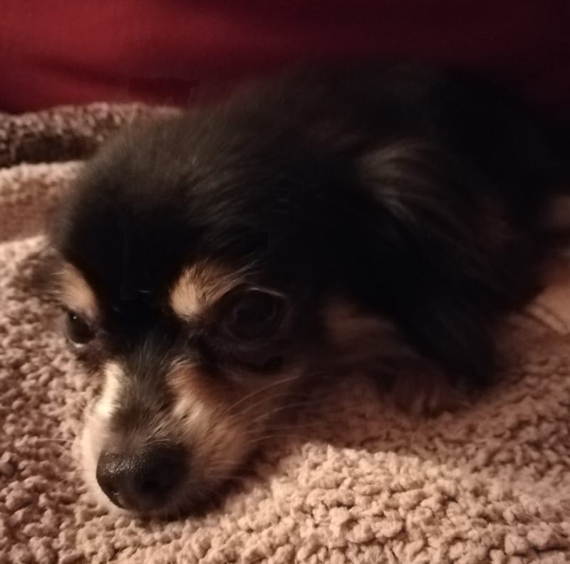 Homes For Paws Dog Rescue - Homes for Paws Dog Rescue