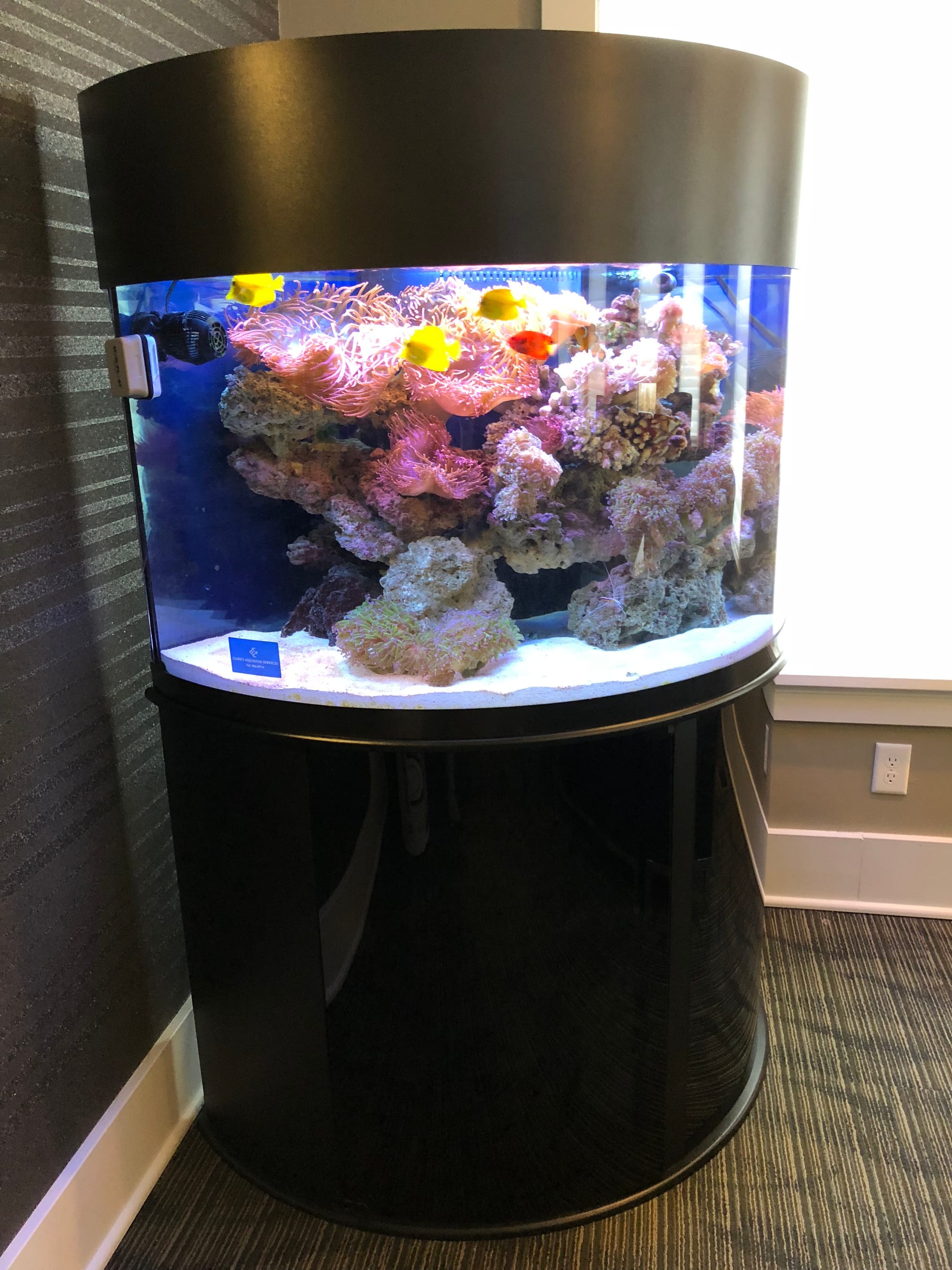 76 Gallon Oceanic Half-Circle Aquarium - Clark's Aquarium Service